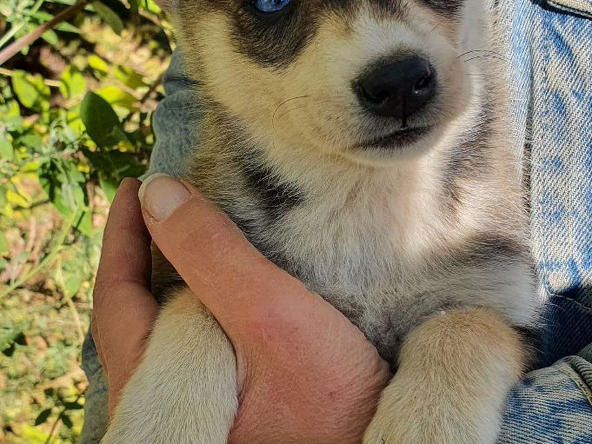 Щенок хаски бесплатно