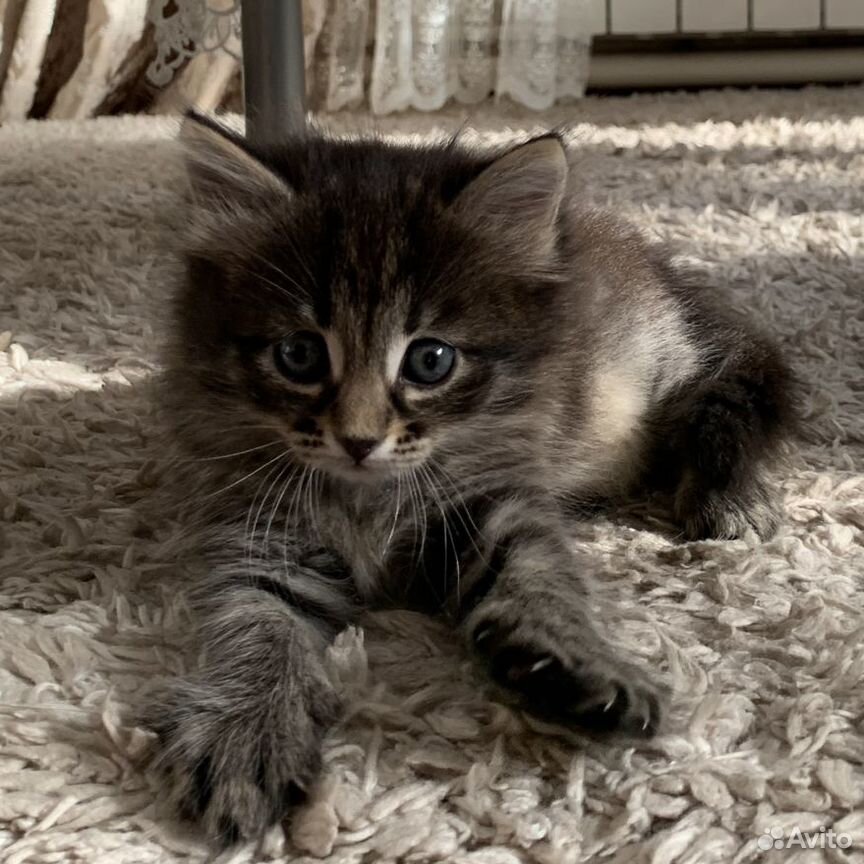 Котята