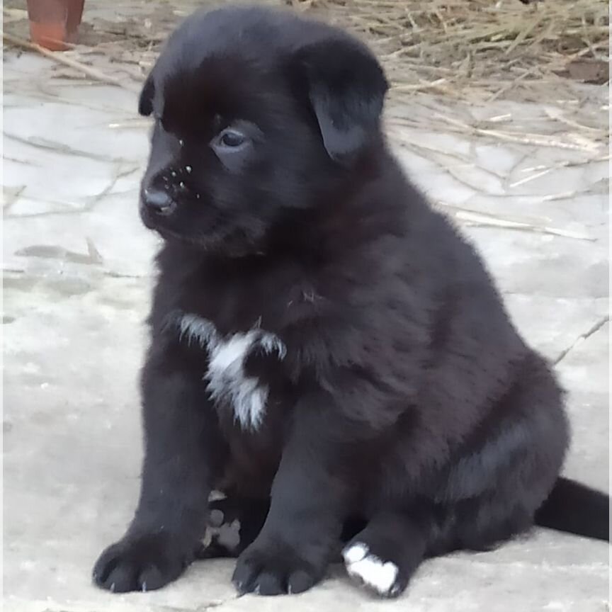 Щенок в добрые руки