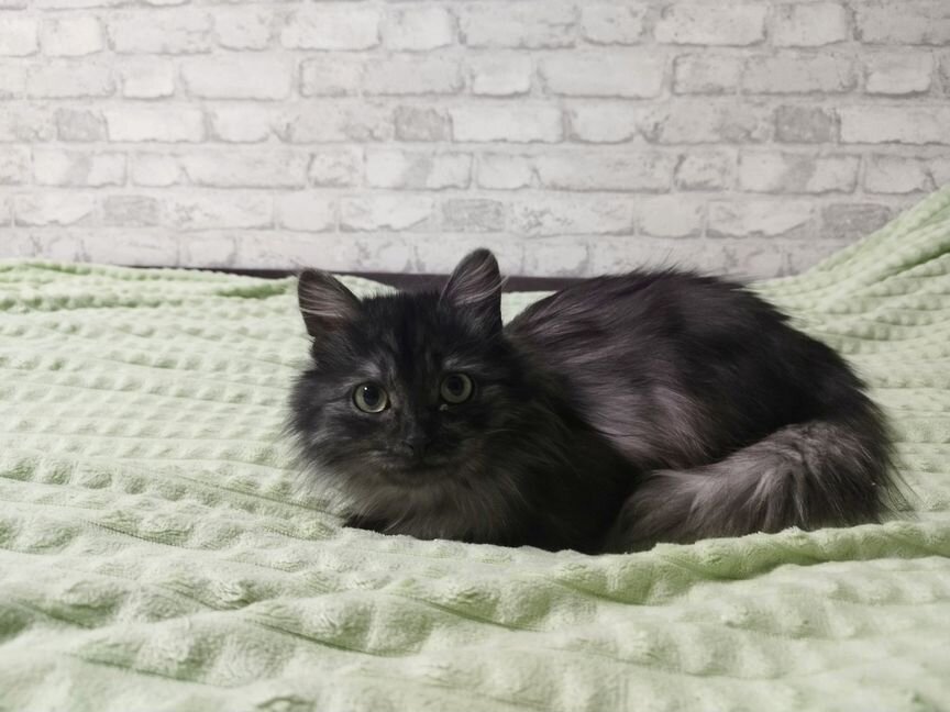 Кошка