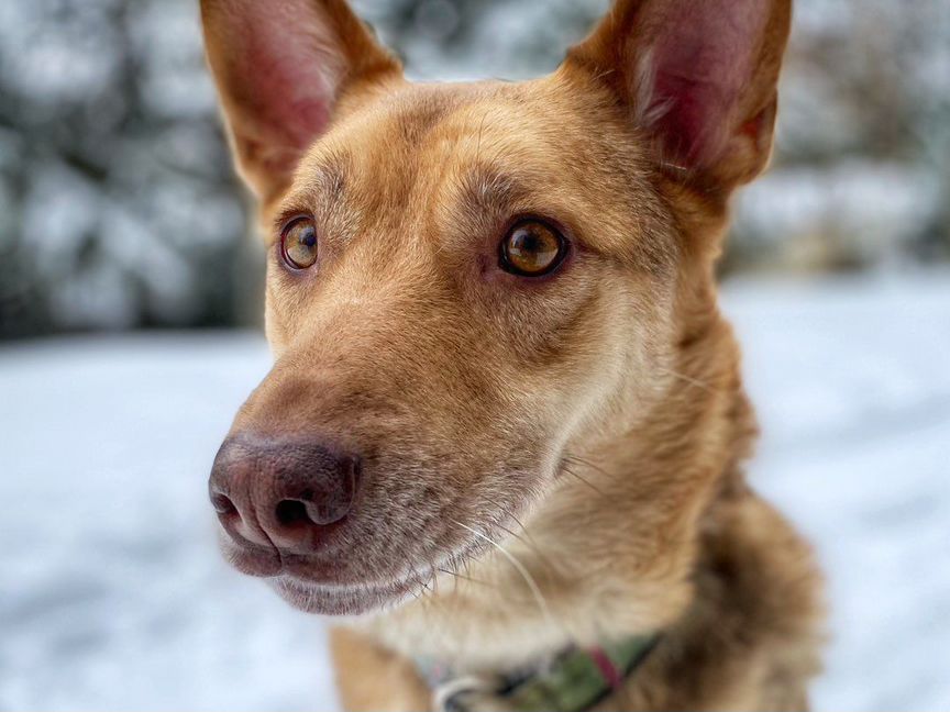Рой в добрые руки собака ищет дом