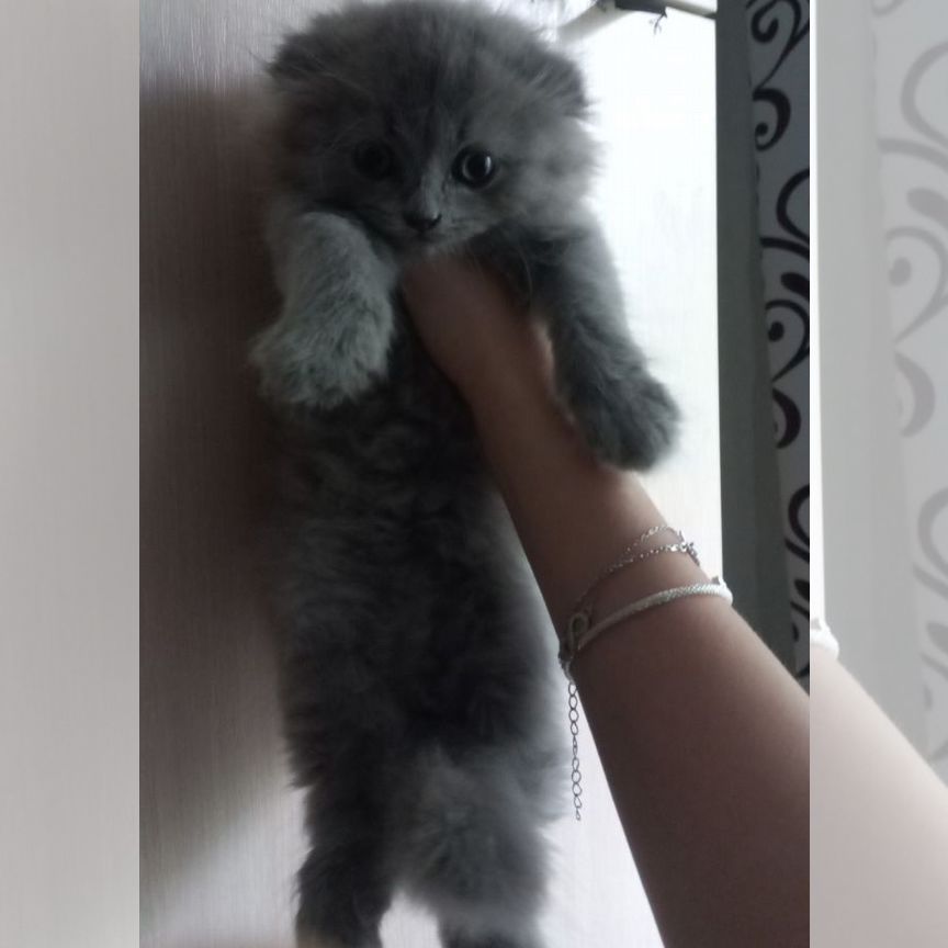 Потерялся котёнок