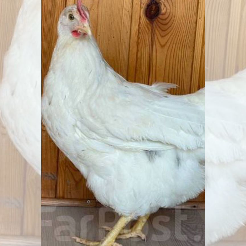 Куры несушки