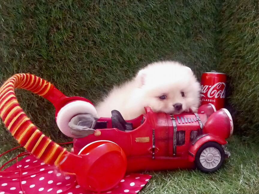 Померанский шпиц мини