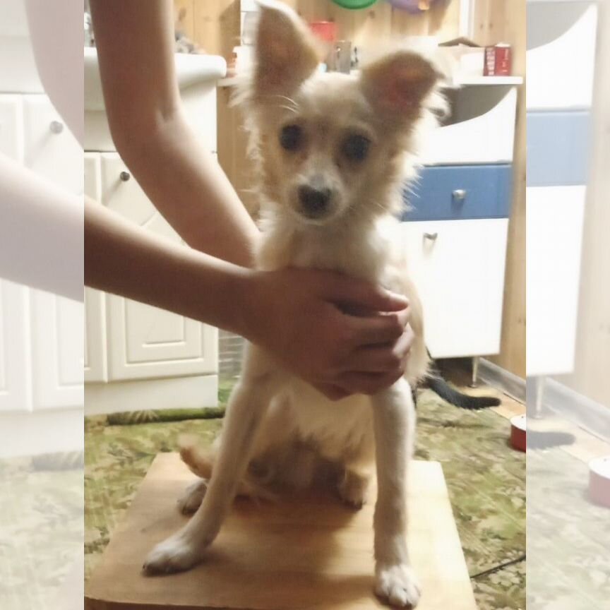 Маленький песик