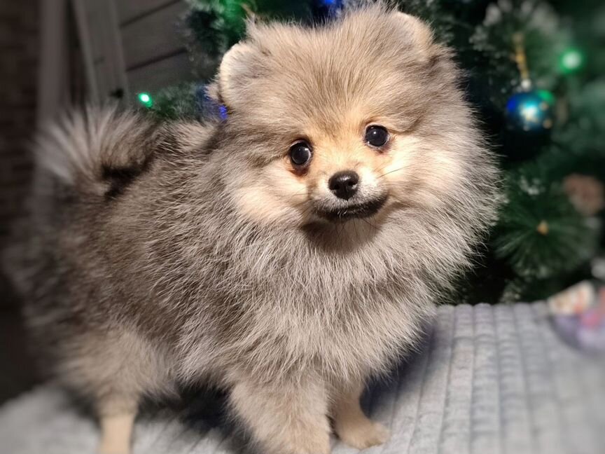 Померанский шпиц