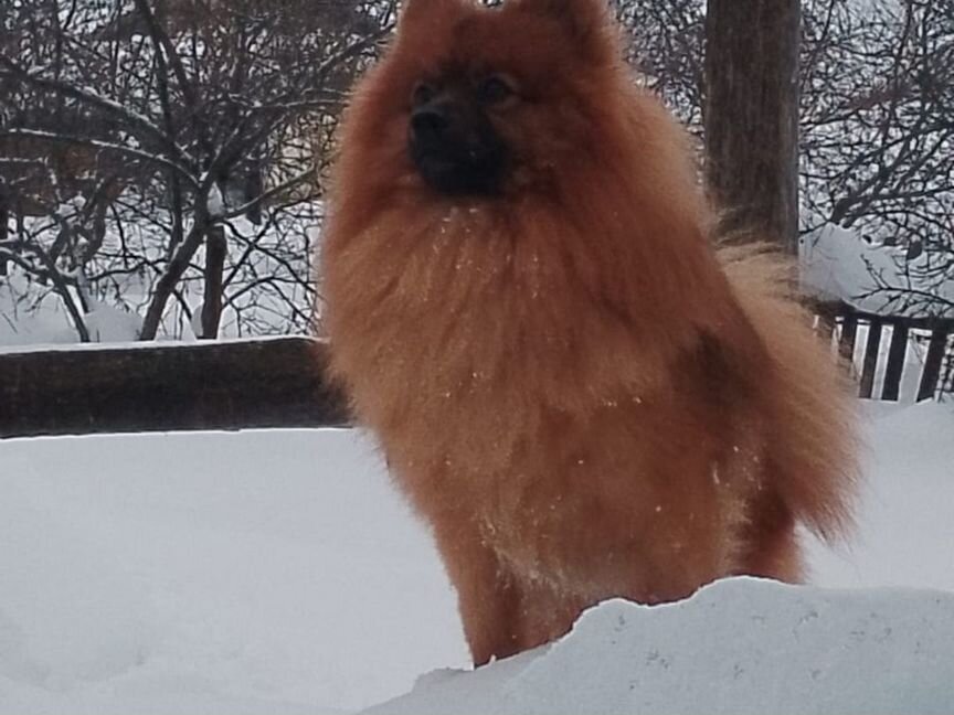 Немецкий шпиц вязка мальчик