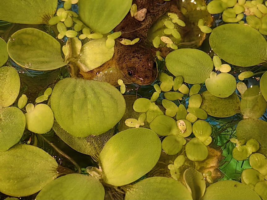 Пистия и Ряска пучок