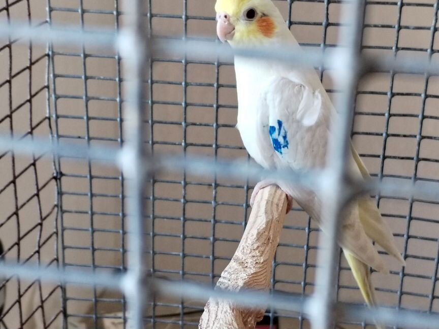 Попугай корелла