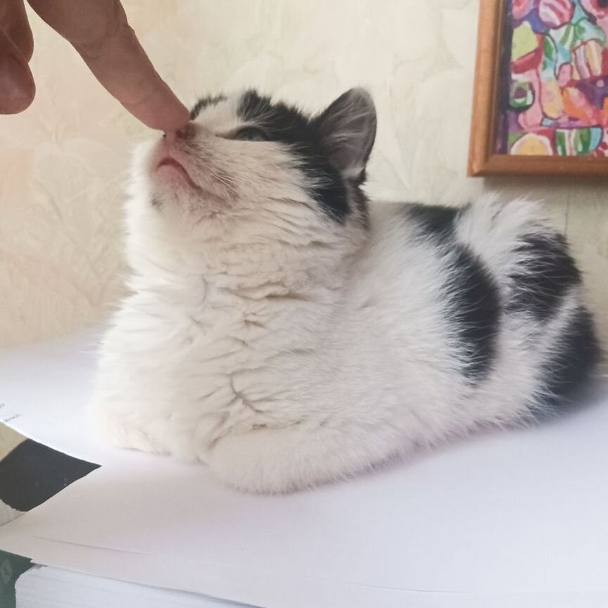 Котёнок в добрые руки