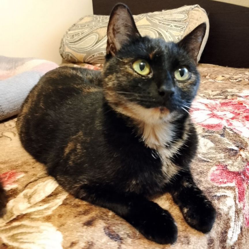 Экзотический короткошёрстный котёнок