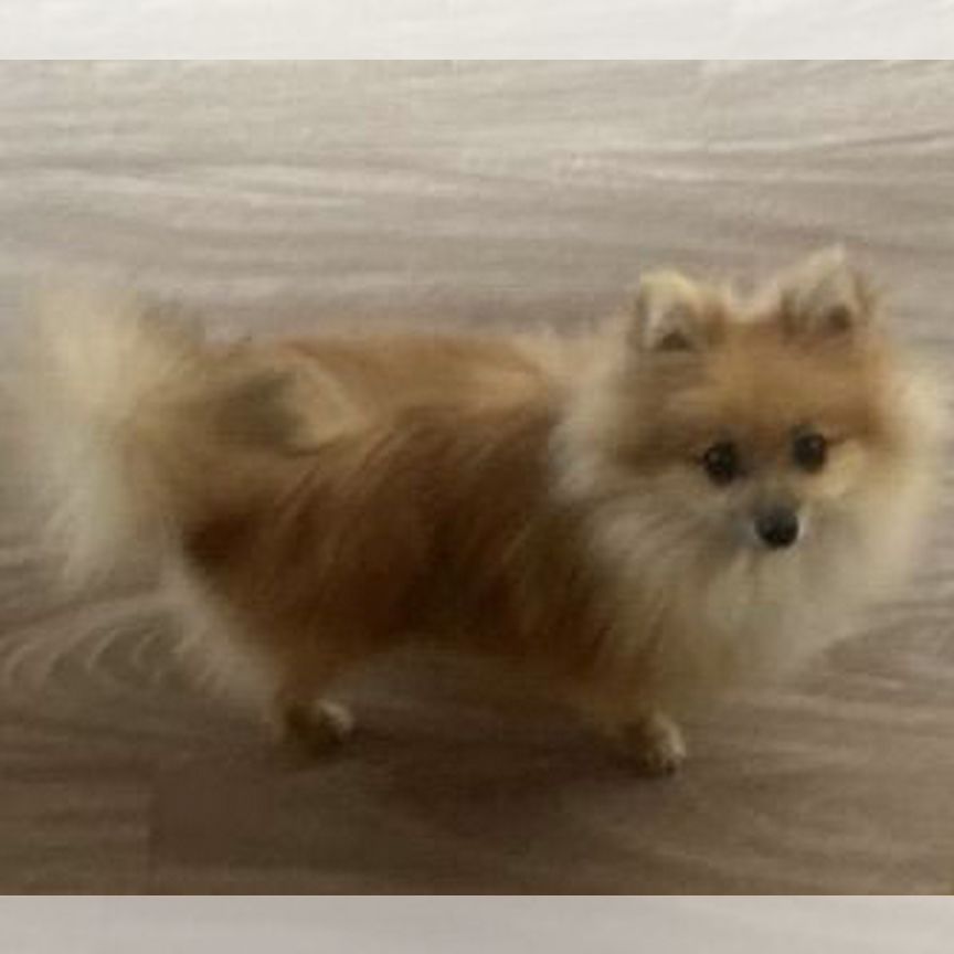 Шпиц немецкий