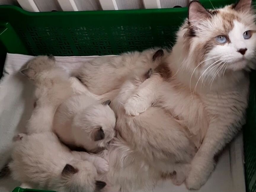 Котята рэгдолл