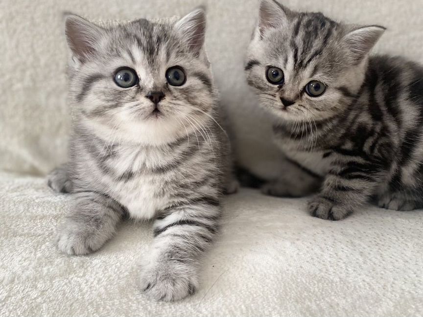 Шотландские котята