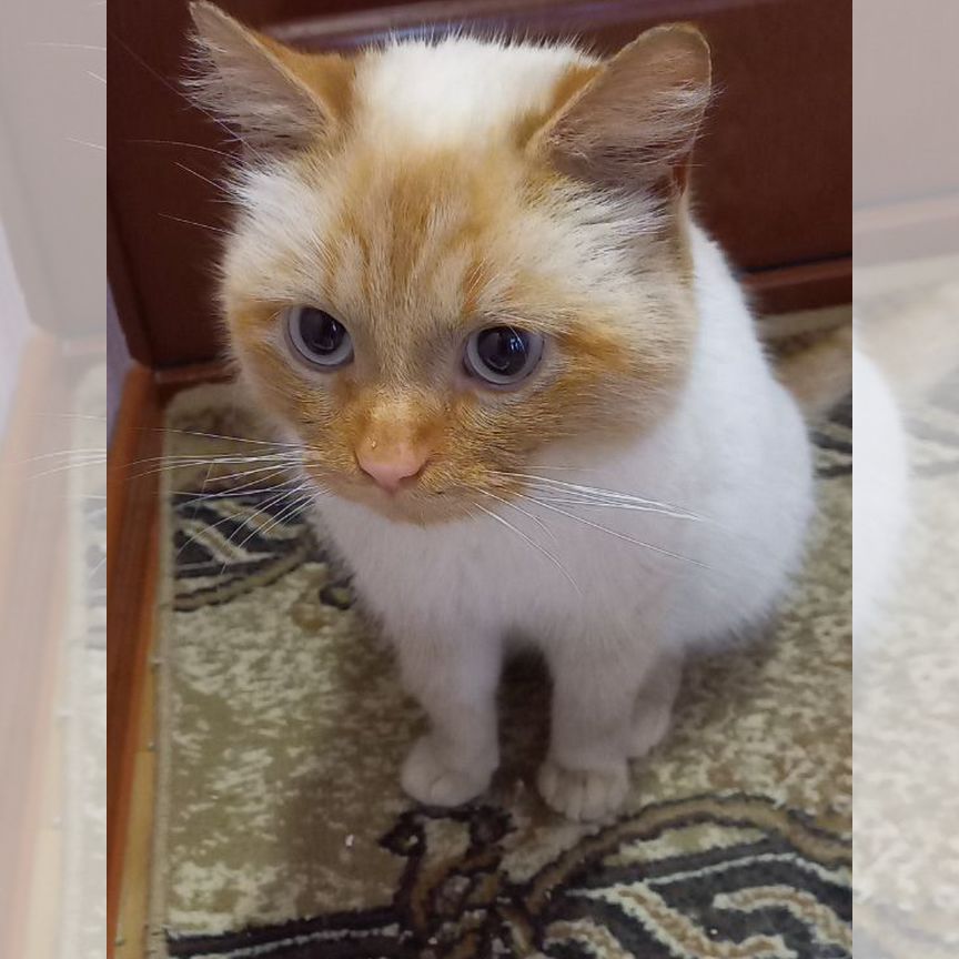 Взрослый кот в добрые руки