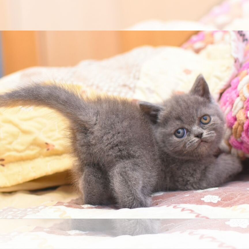 Британский короткошёрстный котёнок