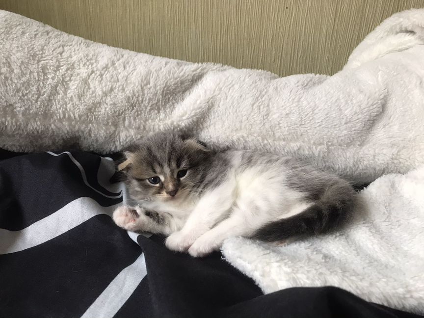 Котята шотландские вислоухие