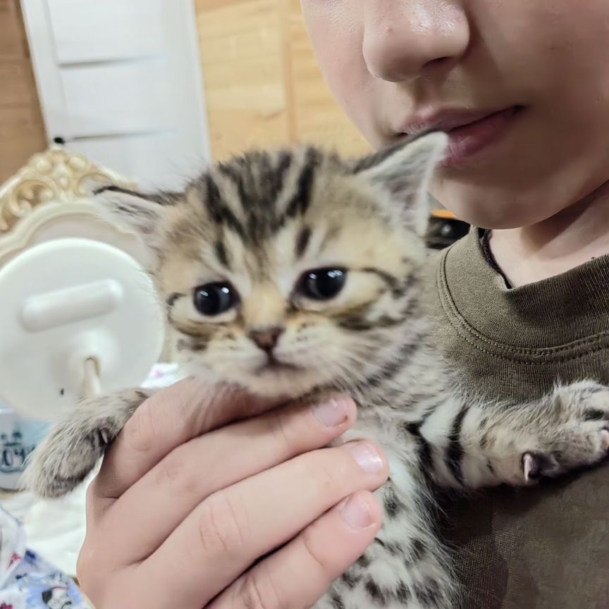 Отдам в хорошие руки котёнка