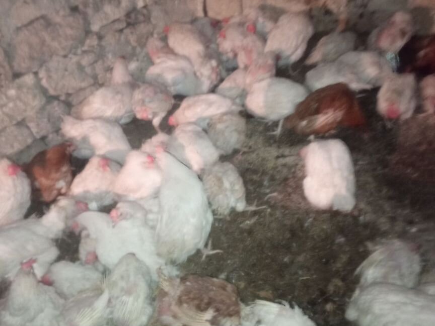 Куры годовалые