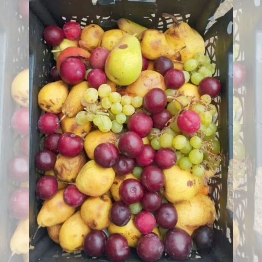 Овощи и фрукты на корм животным