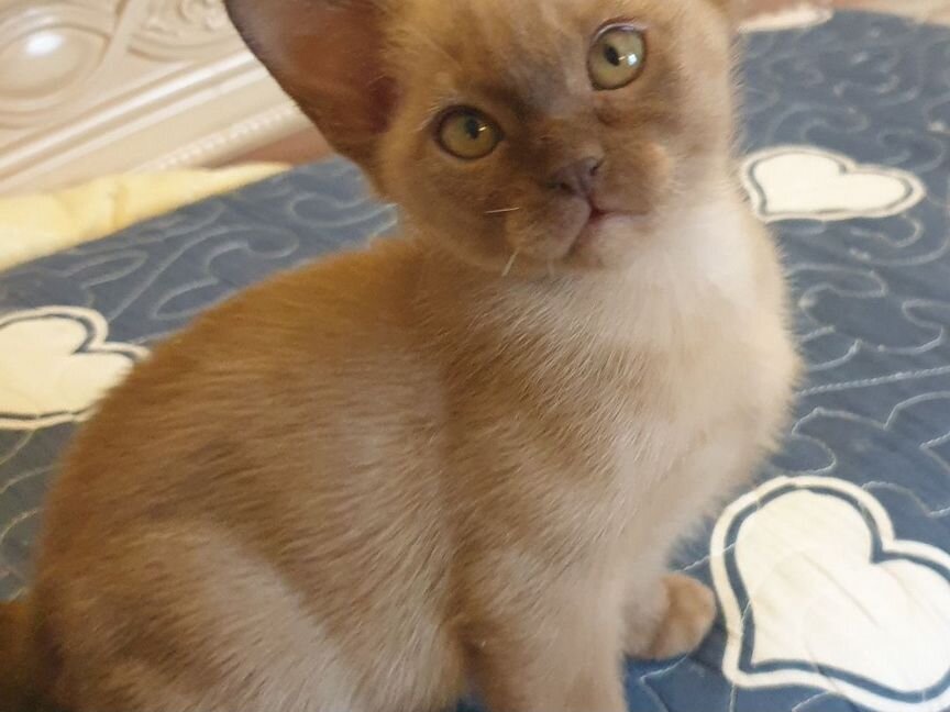 Бурманские котята