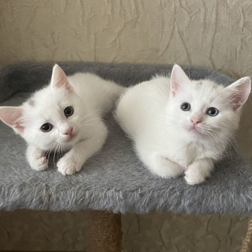 Котята в дар