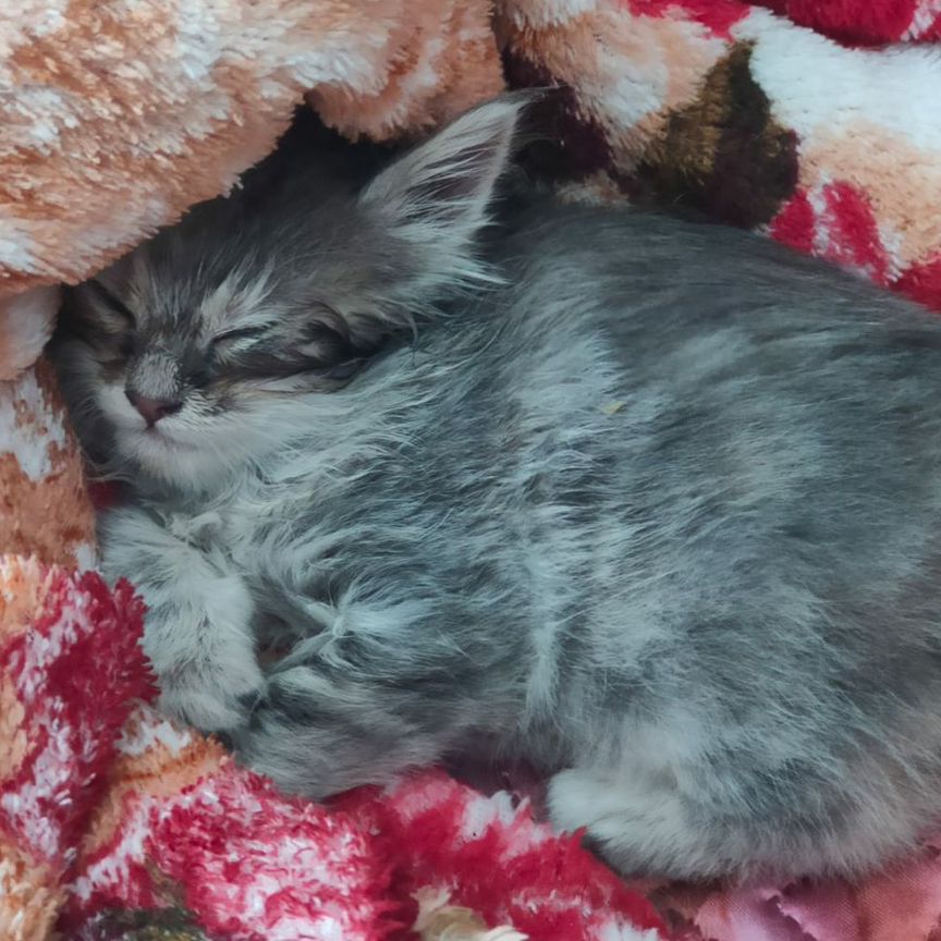 Котенок от красивой бездомной кошки