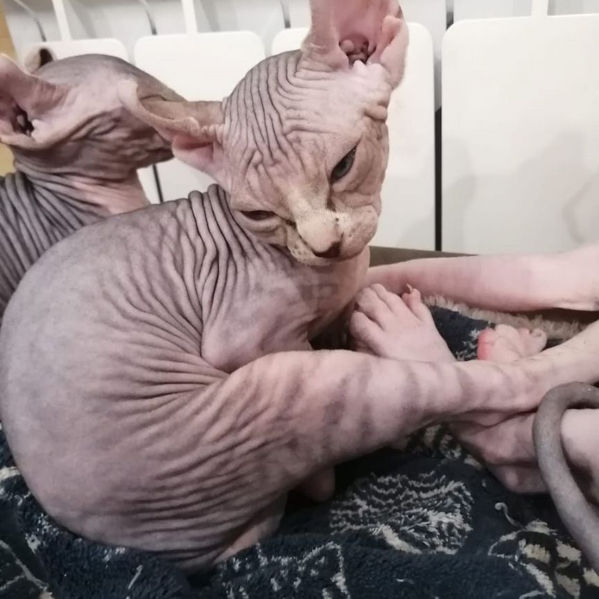 Канадский сфинкс котенок