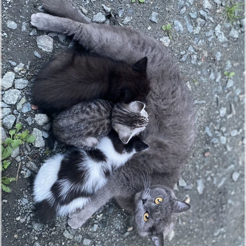 Котята в добрые руки бесплатно