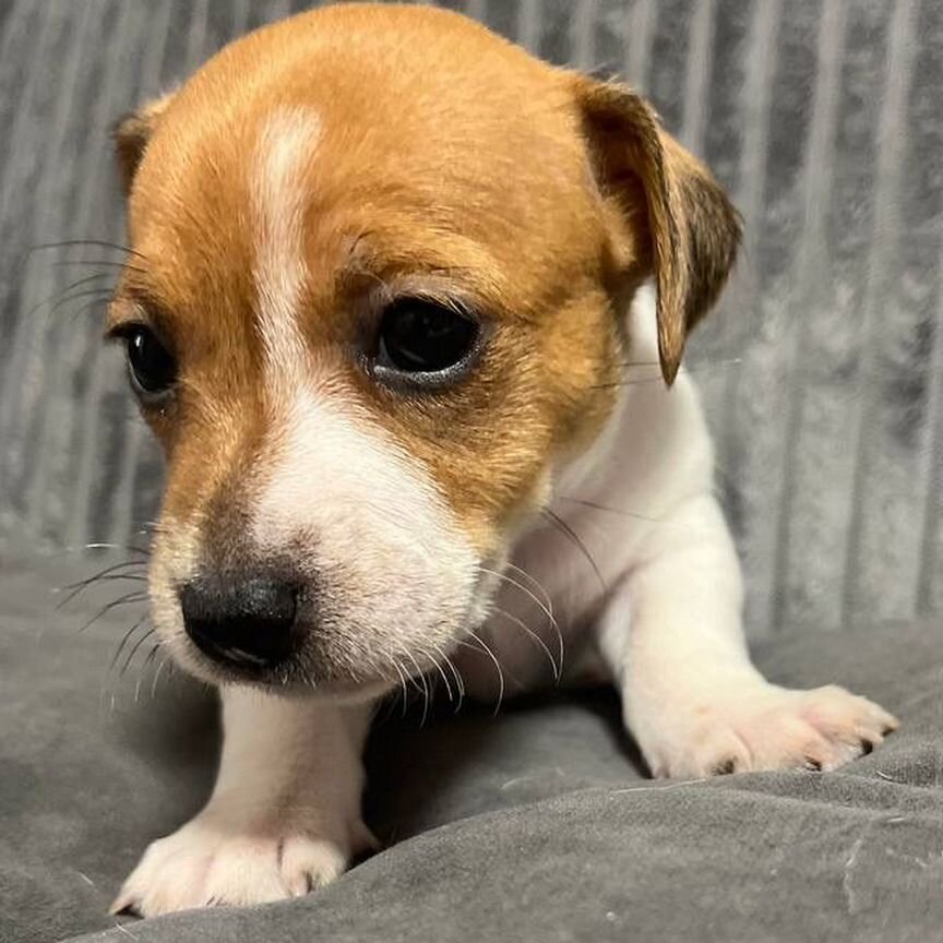 Джек-рассел-терьер, щенок