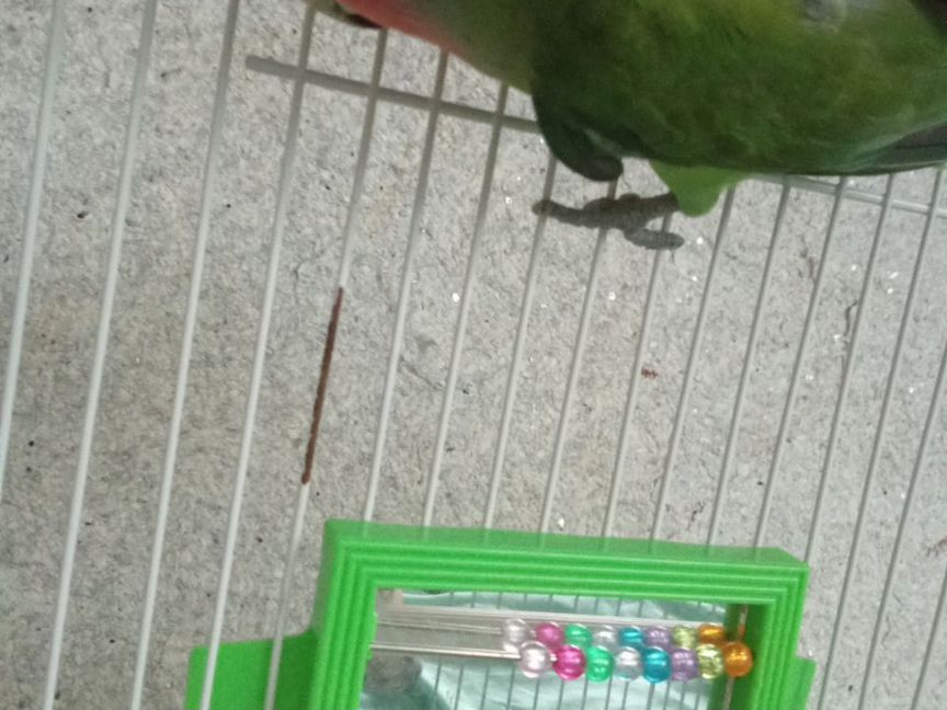 Попугай неразлучники с клеткой