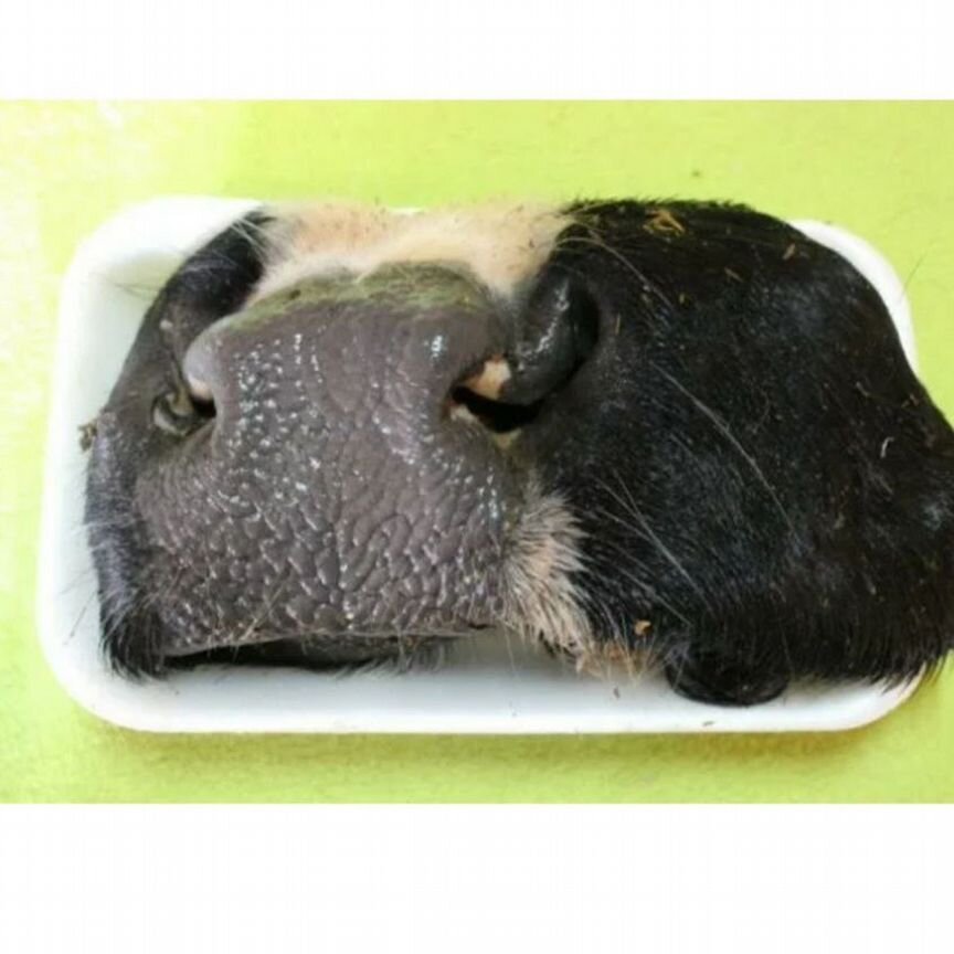 Нос говяжий