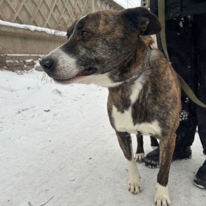 Американский стаффордширский терьер, взрослая собака