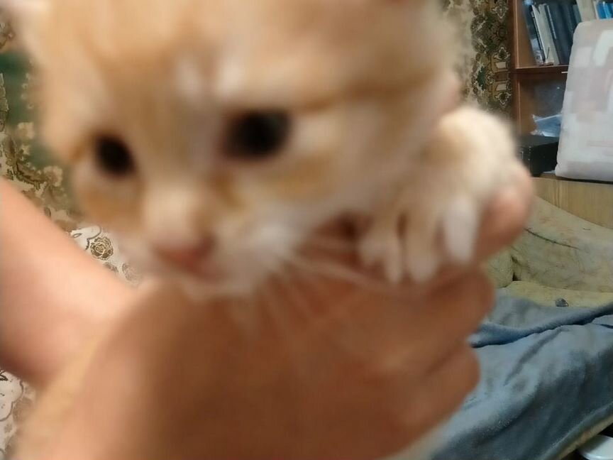 Котёнок мальчик Симба 2 мес