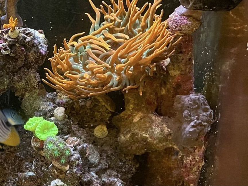 Актиния ковровая