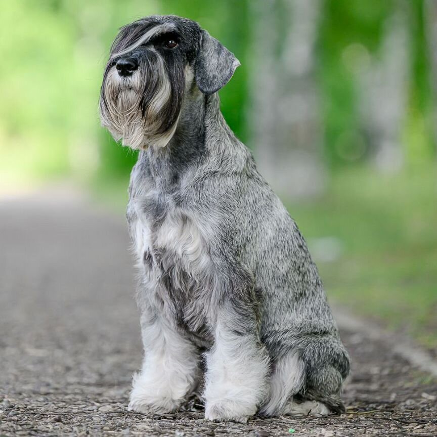 Перец с солью шнауцер