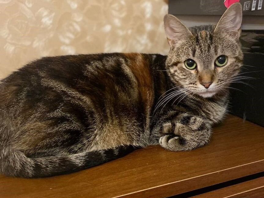 Дивная шпротинка Зося, кошечка в добрые руки