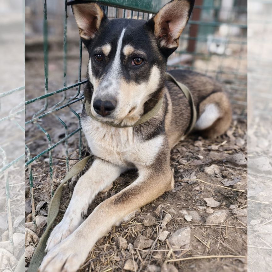 Щенок в добрые руки