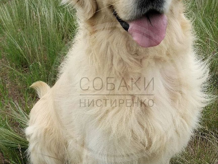 Золотистый ретривер