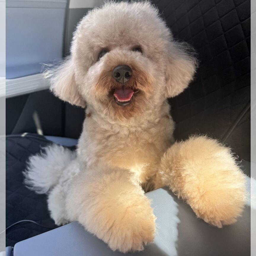 Той-пудель, вязка