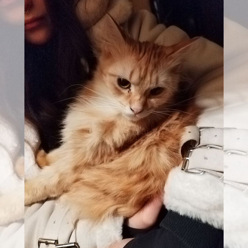 Мейн-кун, взрослая кошка