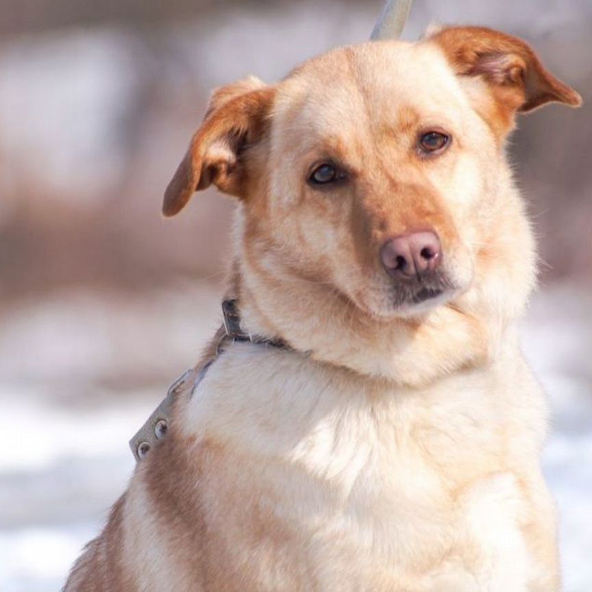 Нежная Зои собака в добрые руки