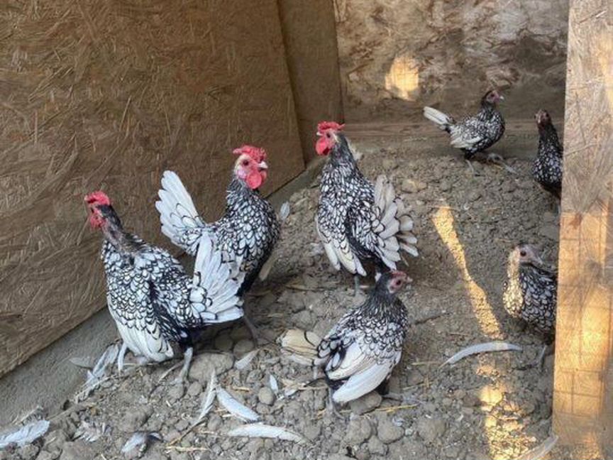 Сибрайт серебро