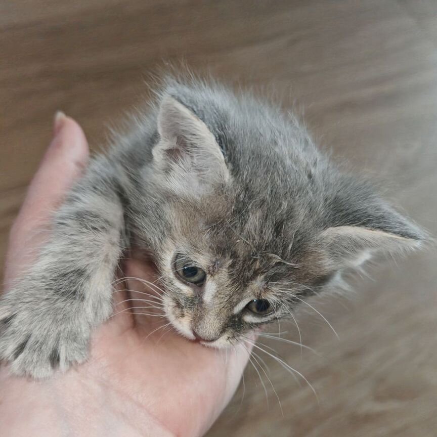 Котёнок в добрые руки