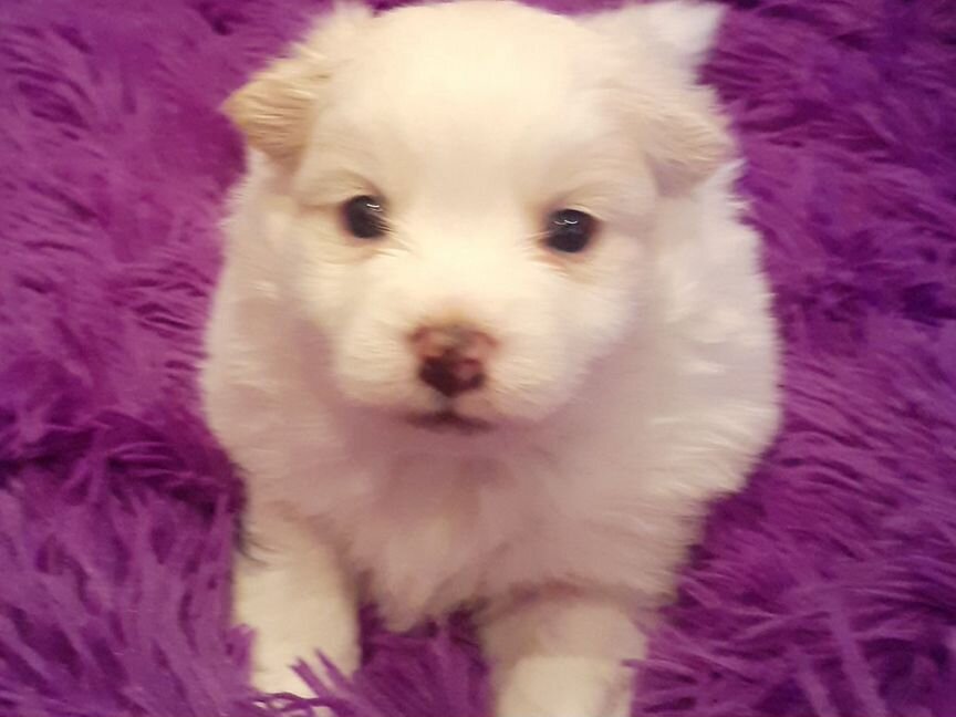 Щенки чихуахуа +шпиц