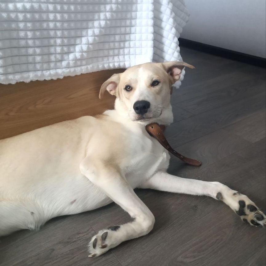 Отдам собаку в хорошие руки