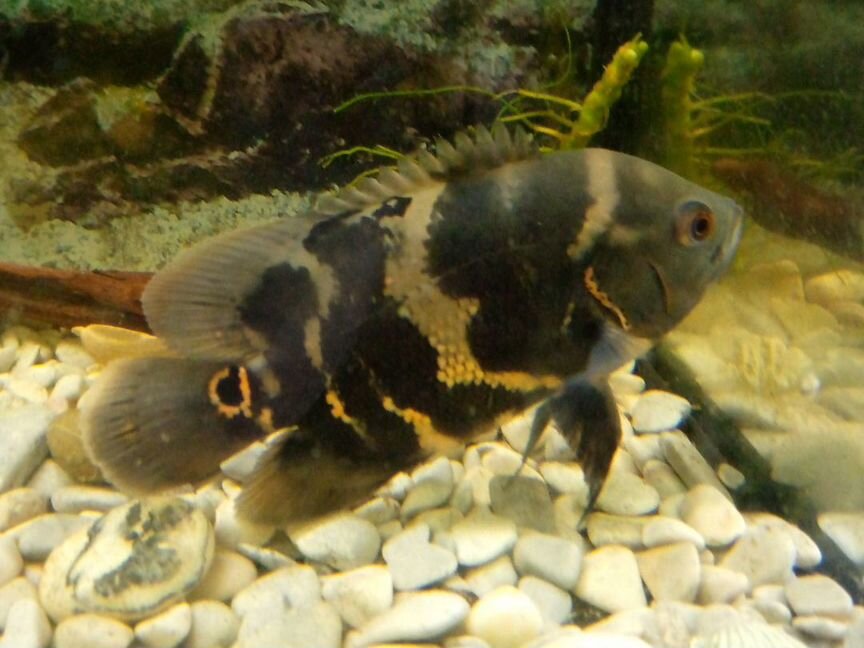 Астронотус тигровый