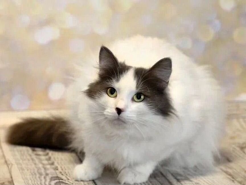 Котик в добрые руки