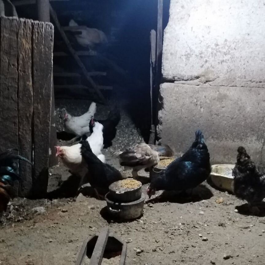 Куры несушки