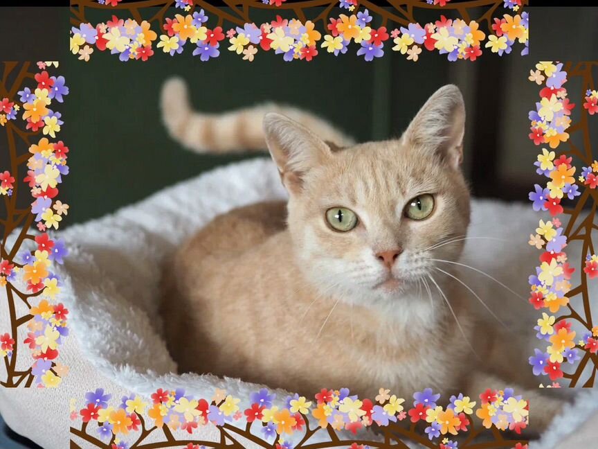 Кошка в дар